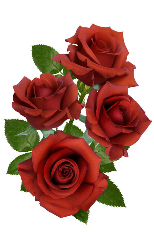 Rose 'Hot Chocolate' Bush Form - Hello Hello Plants Rose 'Hot Chocolate' Bush Form - Hello Hello Plants