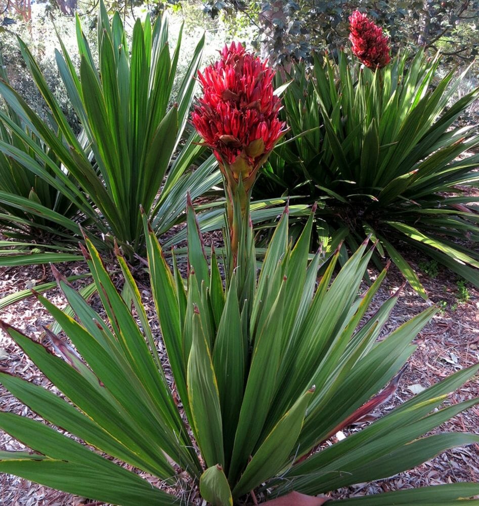 Gymea Lily 8 Gymea Lily 8