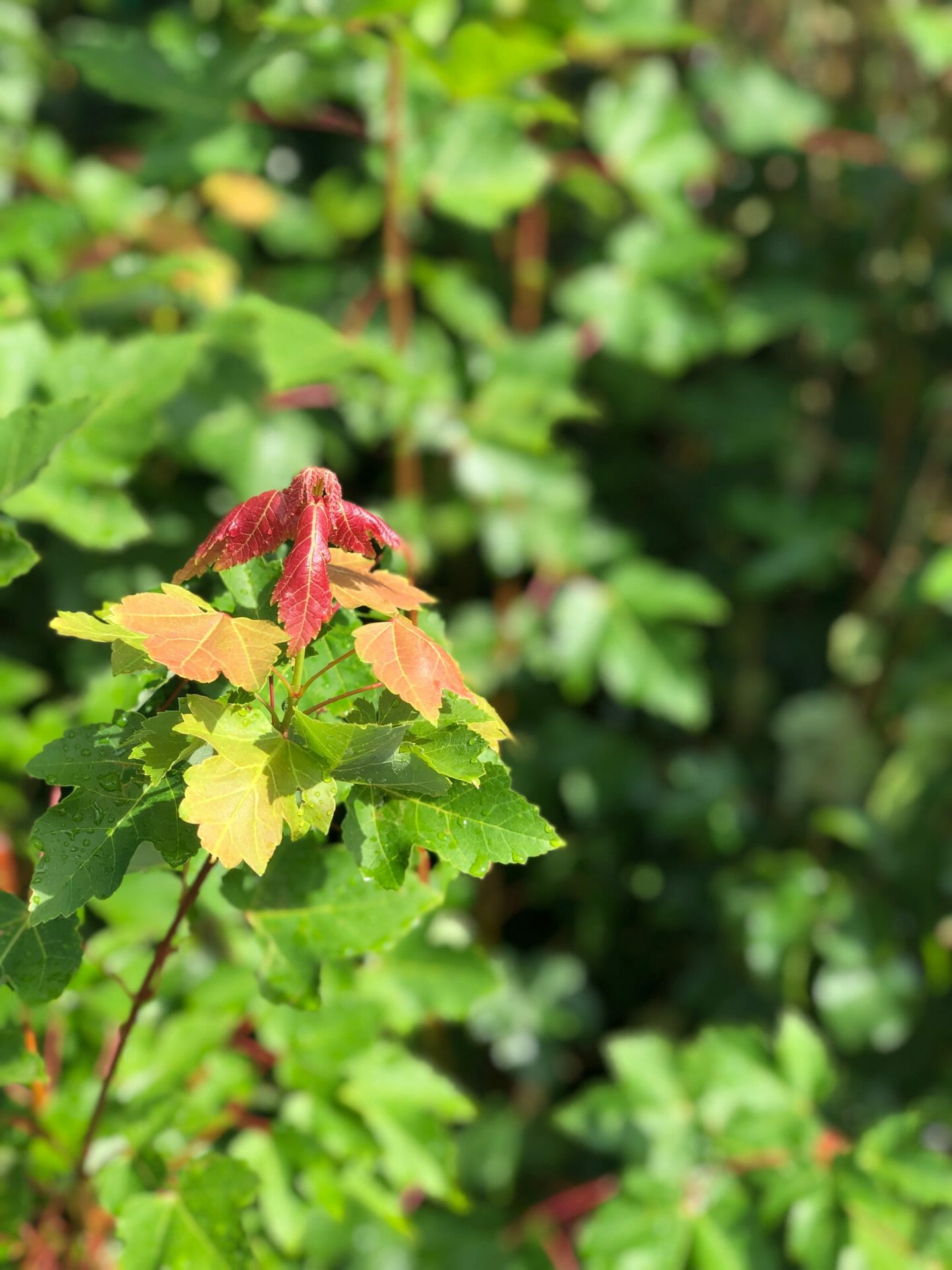 Acer 'Autumn Red/October Glory' Maple - Hello Hello Plants & Garden ... Acer 'Autumn Red/October Glory' Maple - Hello Hello Plants & Garden ...
