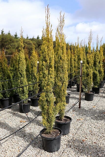 Cupressus 'Swanes Gold' Conifer 13 Cupressus 'Swanes Gold' Conifer 13