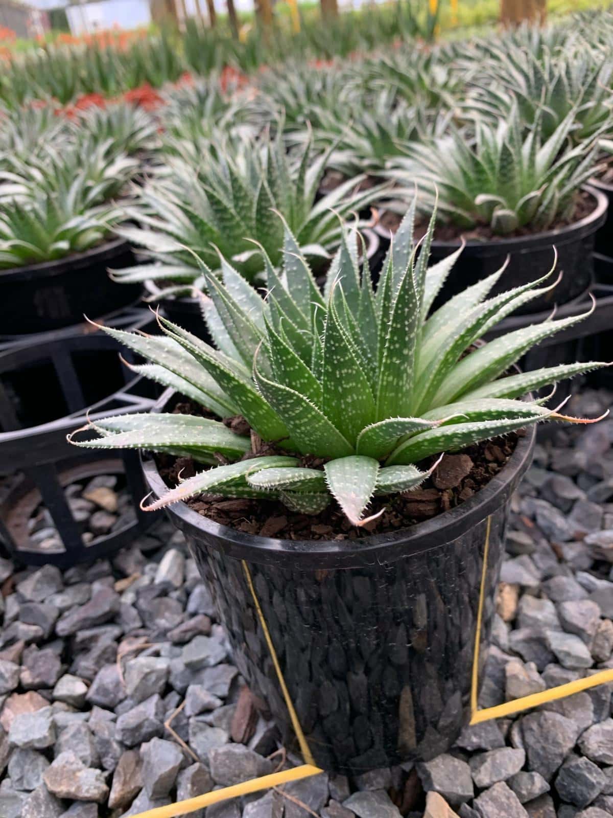 Aloe 'Lace Aloe' 6 Aloe 'Lace Aloe' 6
