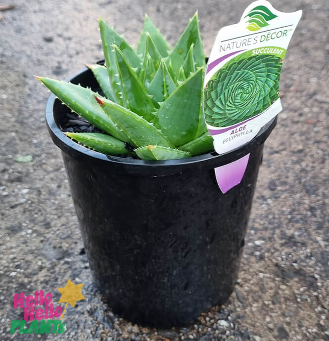 Aloe 'Spiral Aloe' 6 Aloe 'Spiral Aloe' 6