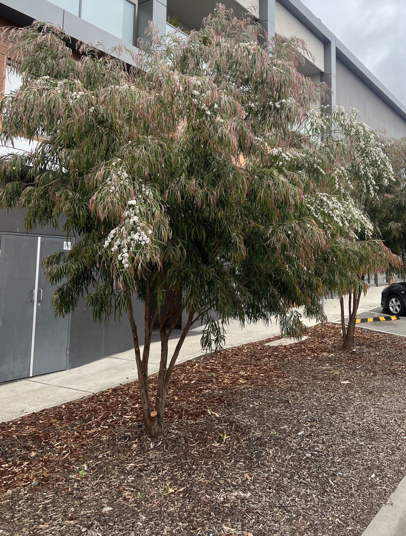 Lagerstroemia 'Enduring Summer Red' Crepe Myrtle - Hello Hello Plants Lagerstroemia 'Enduring Summer Red' Crepe Myrtle - Hello Hello Plants
