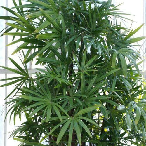 Rhapis 'Lady Palm' 16 Rhapis 'Lady Palm' 16