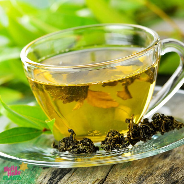 Camellia sinensis 'Tea Plant' - Hello Hello Plants