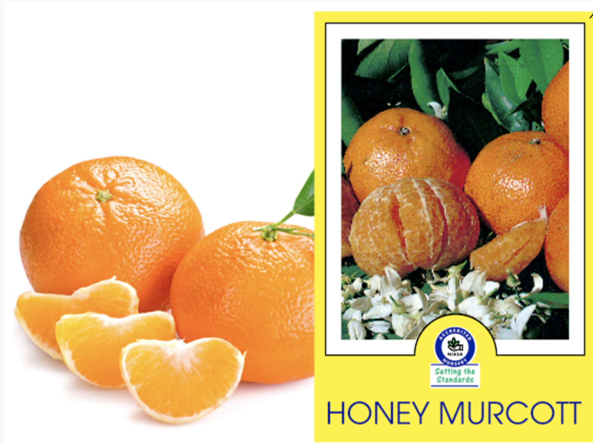 Citrus Mandarin 'Murcott' Tree 10'' Pot - Hello Hello Plants & Garden ... Citrus Mandarin 'Murcott' Tree 10'' Pot - Hello Hello Plants & Garden ...