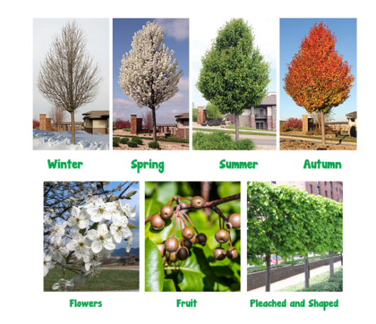 Driveway Ornamental Pear Tree Flowering Pear Tree