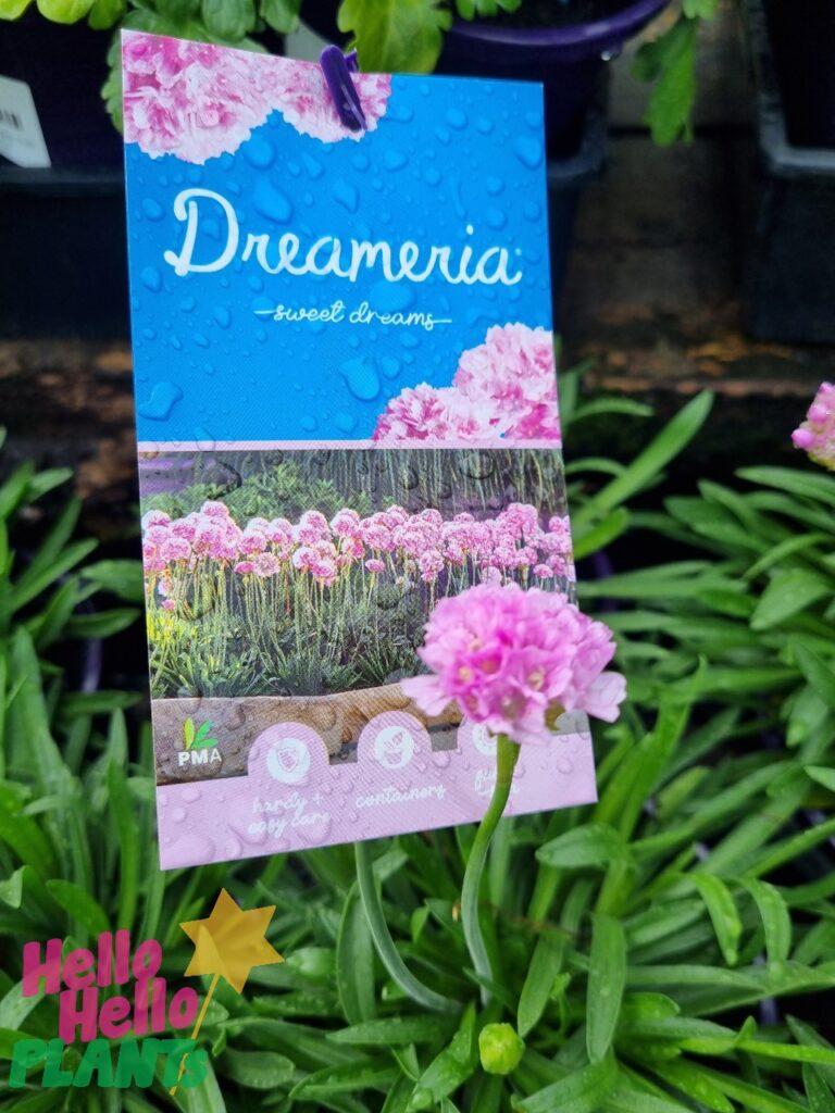 Armeria Dreameria® Sweet Dreams 6 Pot Hello Hello Plants