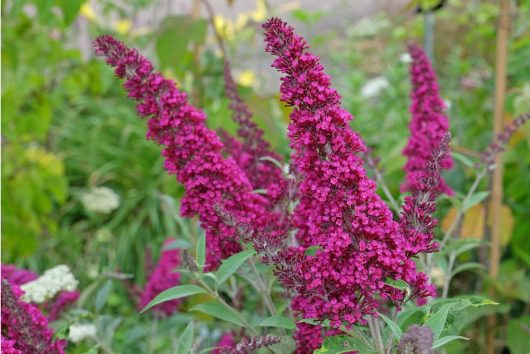 Buddleja 'Buzz™ Hot Raspberry' 6" Pot - Hello Hello Plants
